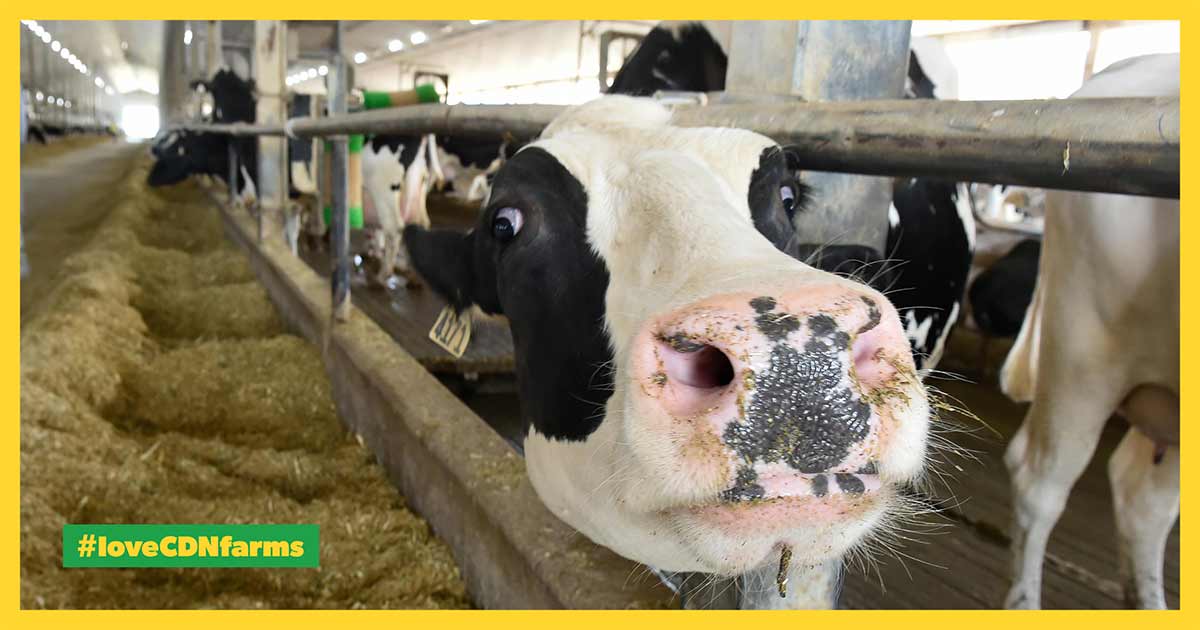 How are Dairy Farmers Using Robots in the Barn? - Canadian Food Focus