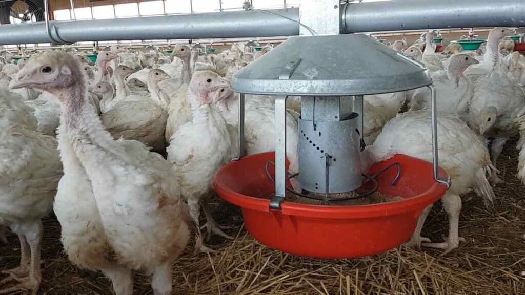 How are Turkeys Cared for? - Canadian Food Focus