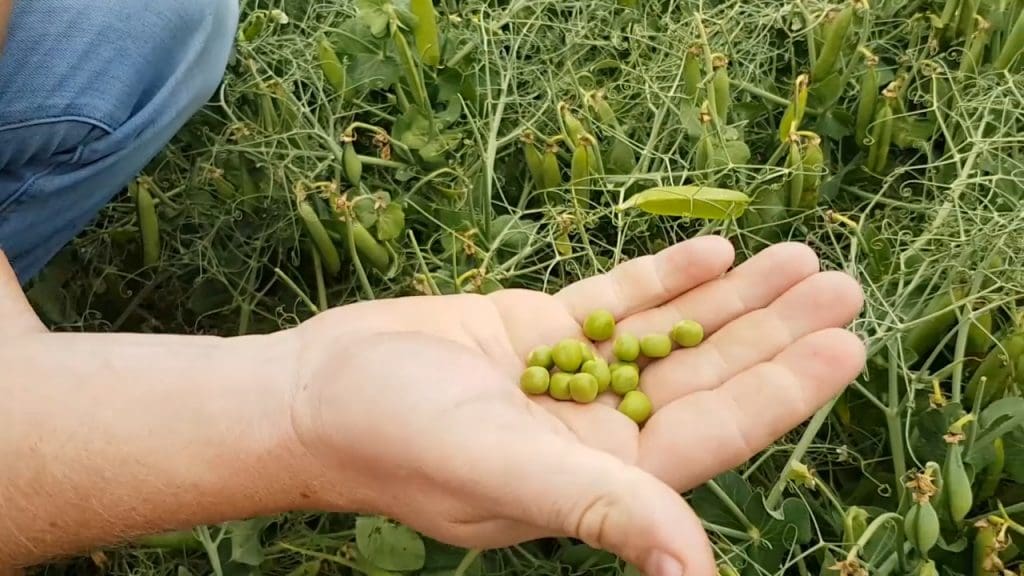 Fresh to Frozen Peas - Canadian Food Focus