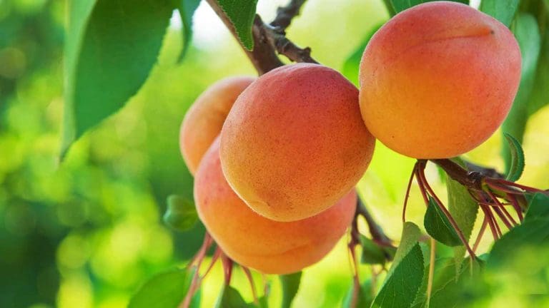 What's in Season? Apricots - Canadian Food Focus