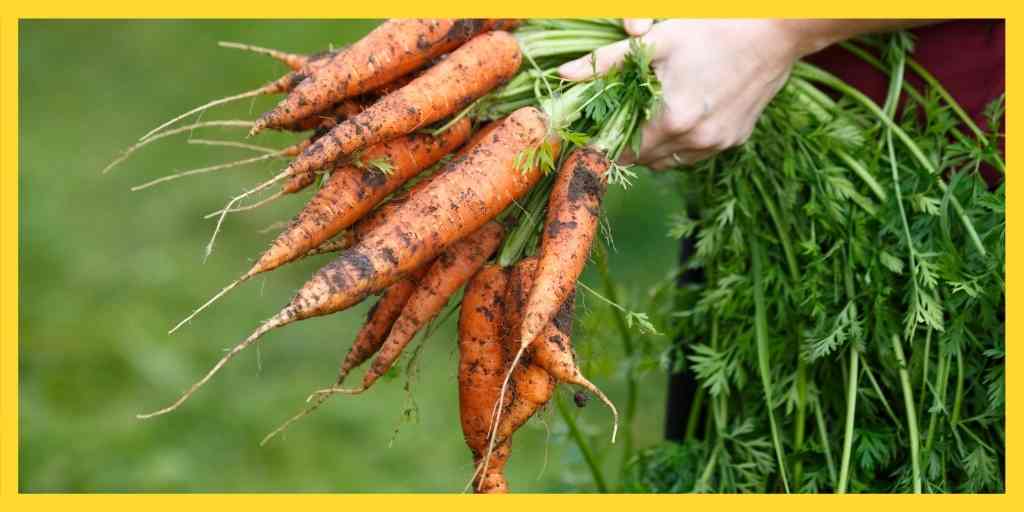 Growing Carrots in the Holland Marsh - Canadian Food Focus