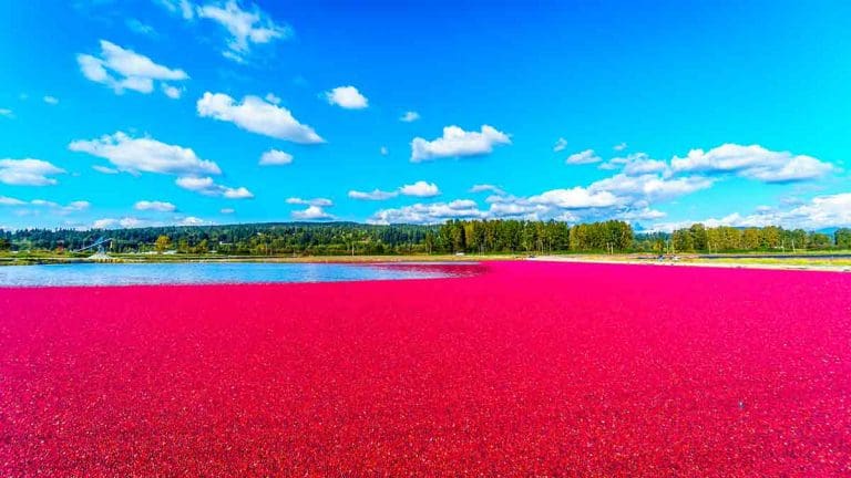 Cranberries – The Long History of an Indigenous Canadian Crop ...