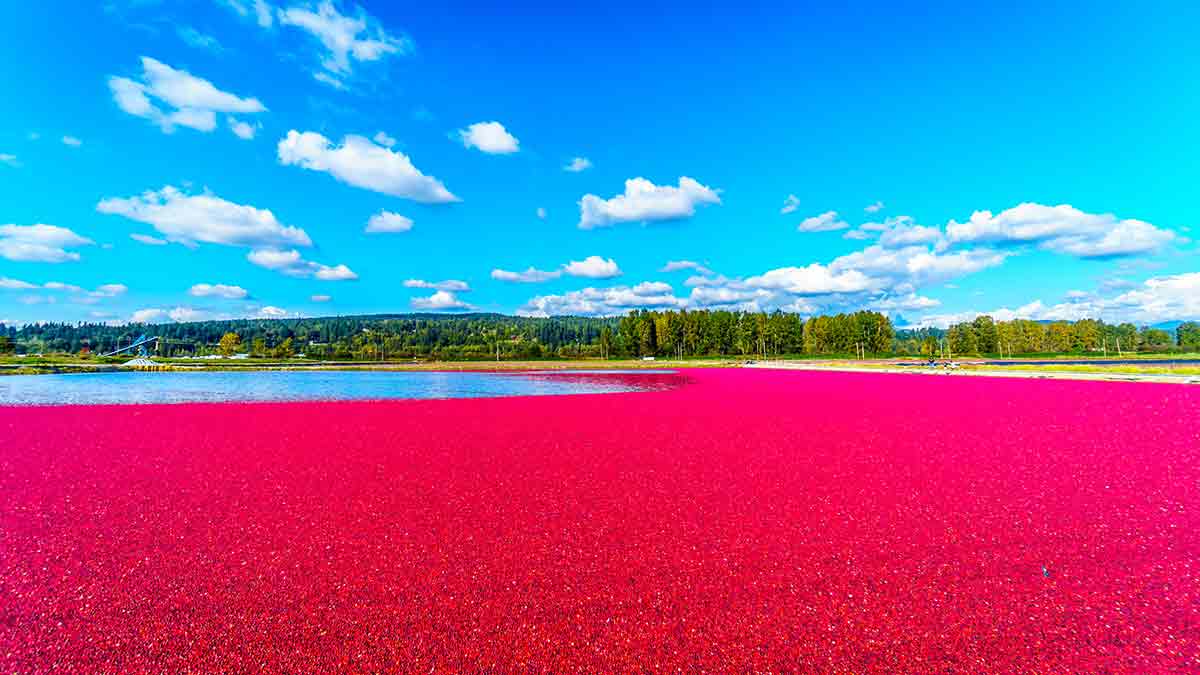 Cranberries – The Long History of an Indigenous Canadian Crop ...
