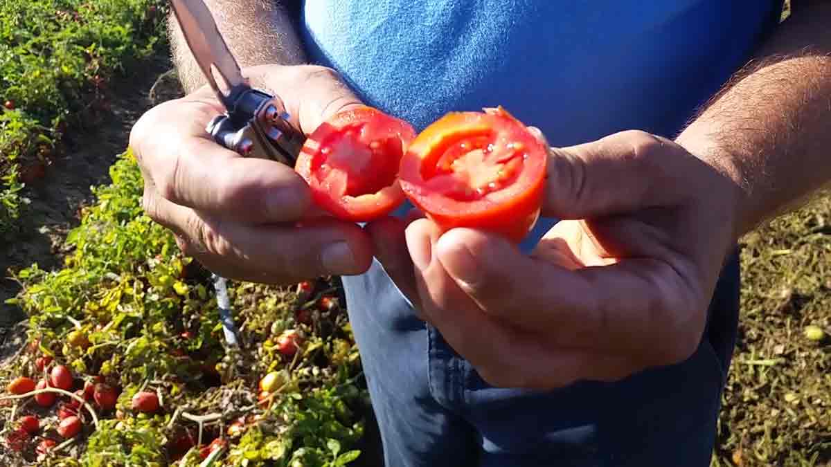 Growing Field Tomatoes - Canadian Food Focus