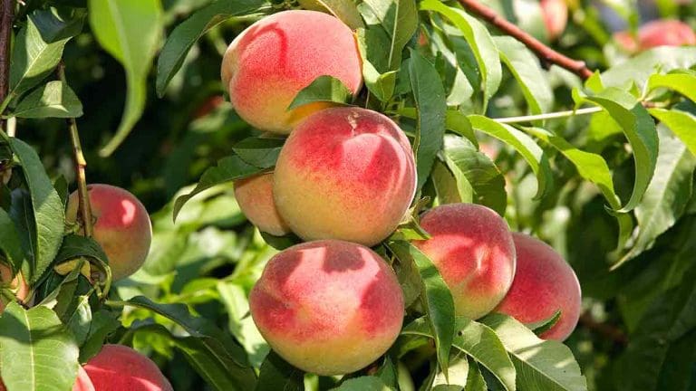 What's in Season? Peaches - Canadian Food Focus