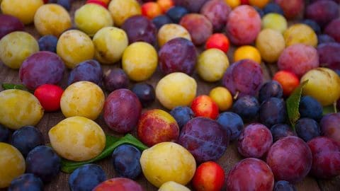 What's in Season? Plums - Canadian Food Focus