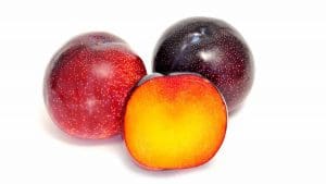 What's in Season? Plums - Canadian Food Focus