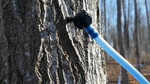 What is Maple Syrup Made of and How is it Produced? - Canadian Food Focus