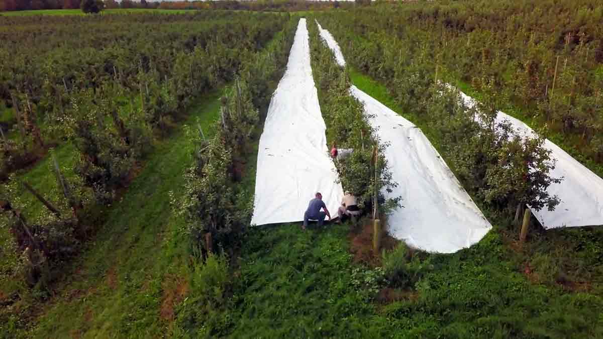 The Science Behind Apple Farming - Canadian Food Focus