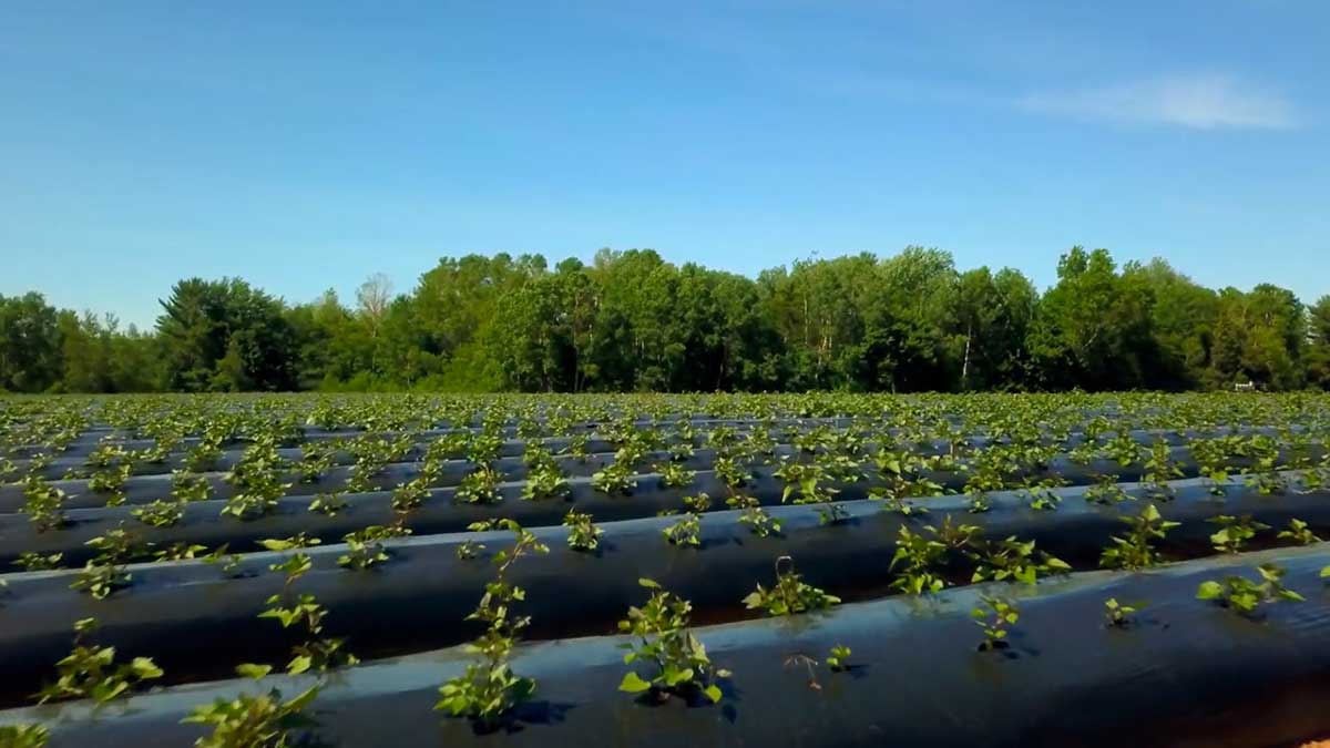 Sweet Potatoes in Canada? - Canadian Food Focus