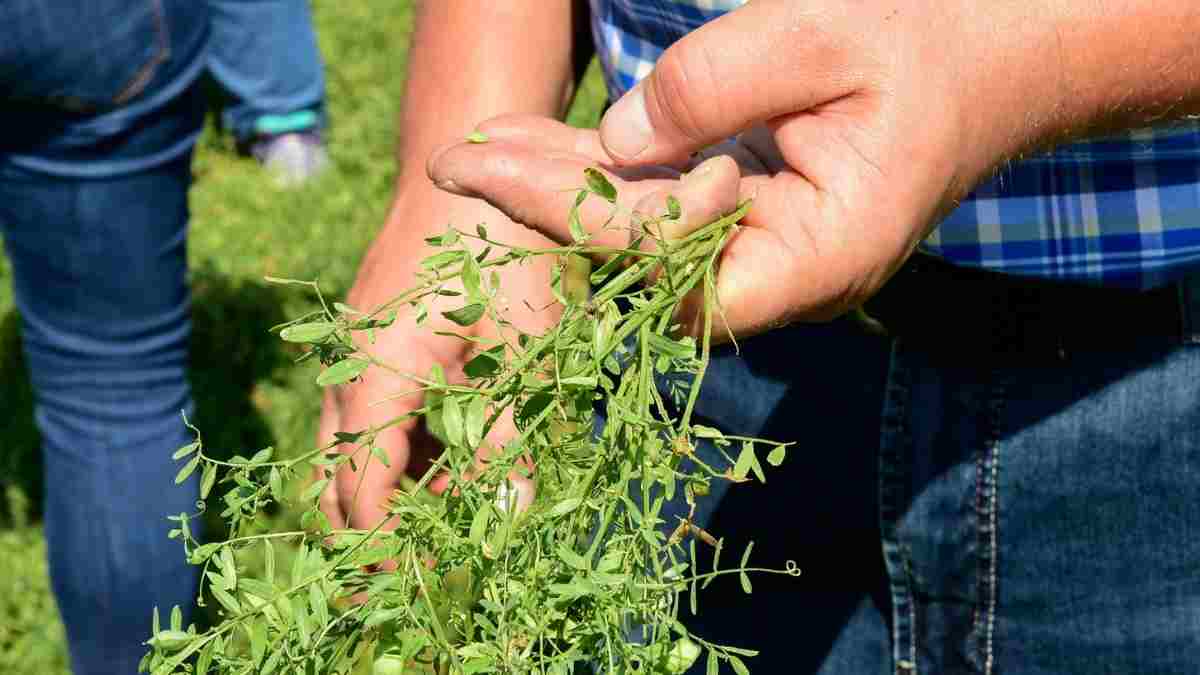 How Lentils are Grown? - Canadian Food Focus