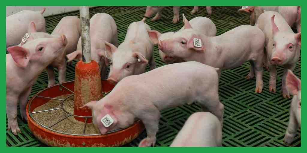 Ask An Expert What Do Pigs Eat Canadian Food Focus Ask An Expert What Do Pigs Eat Canadian Food Focus