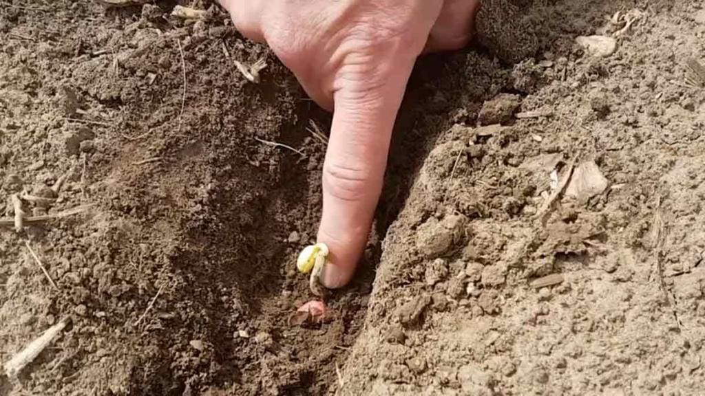 How do Farmers Protect their Seeds from Insects? - Canadian Food Focus