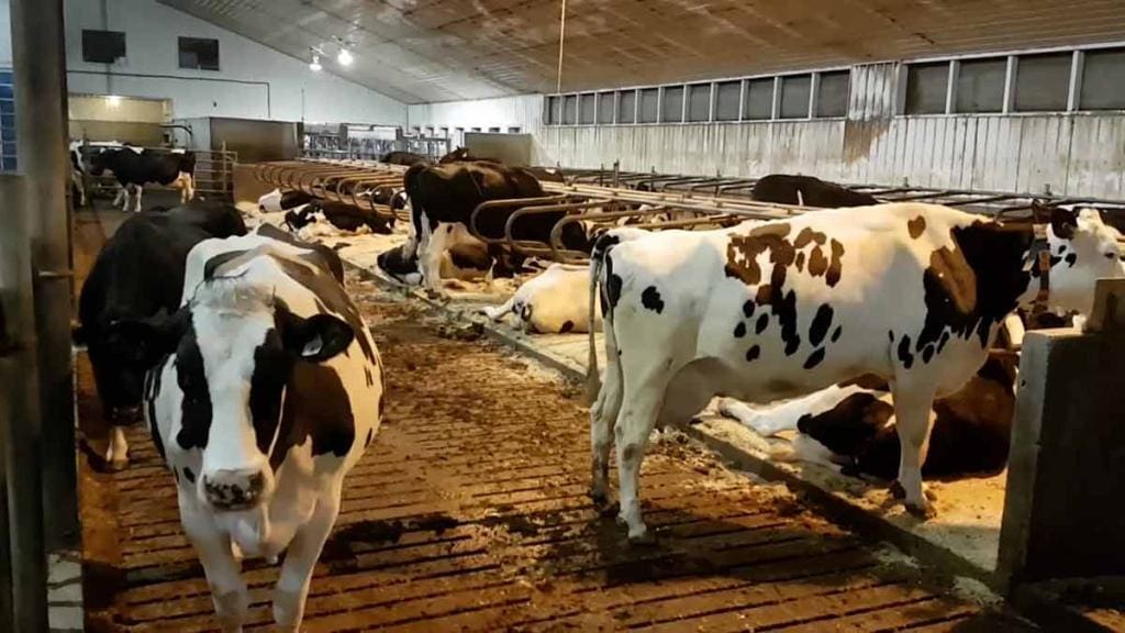 Tour a Rotary Milking Parlour - Canadian Food Focus