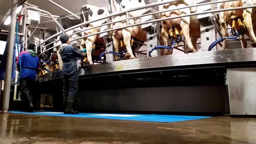 Tour a Rotary Milking Parlour - Canadian Food Focus