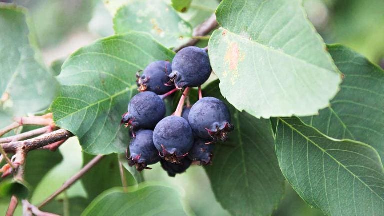 What's in Season? Saskatoon Berries - Canadian Food Focus