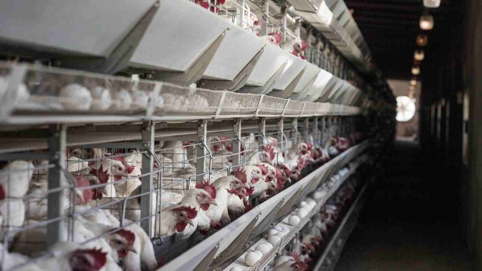 Poultry Housing In Canada – Where And How Do Chickens Live? - Canadian ...