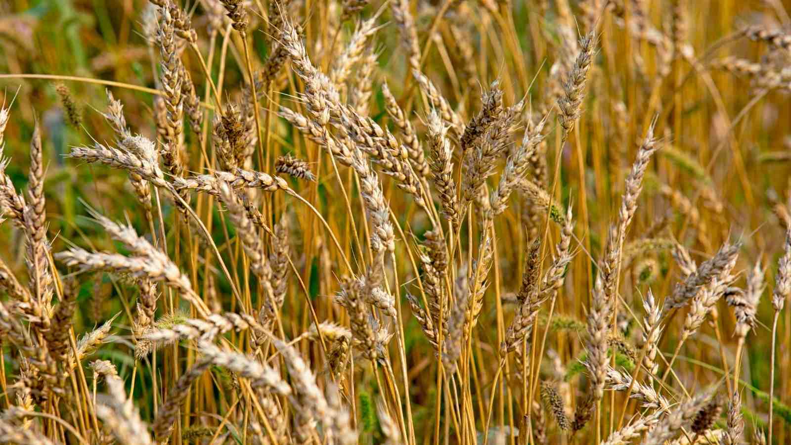 Wheat from Farm to Table - Canadian Food Focus