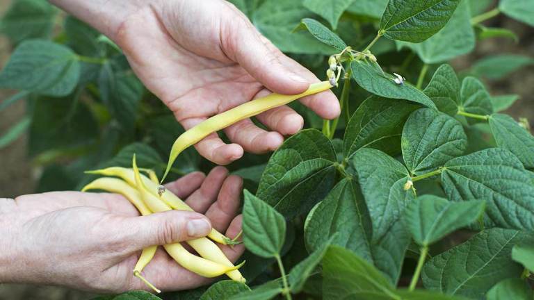 What's in Season? Green and Wax Beans - Canadian Food Focus