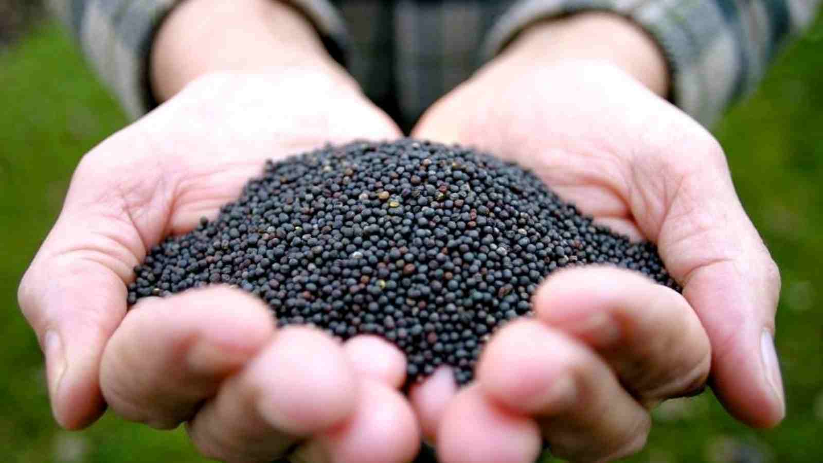 The Story of Canola in Canada - Canadian Food Focus