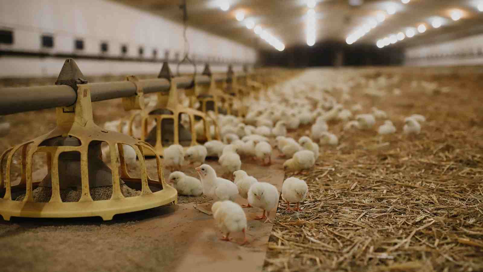 Where Chickens Live - Canadian Food Focus