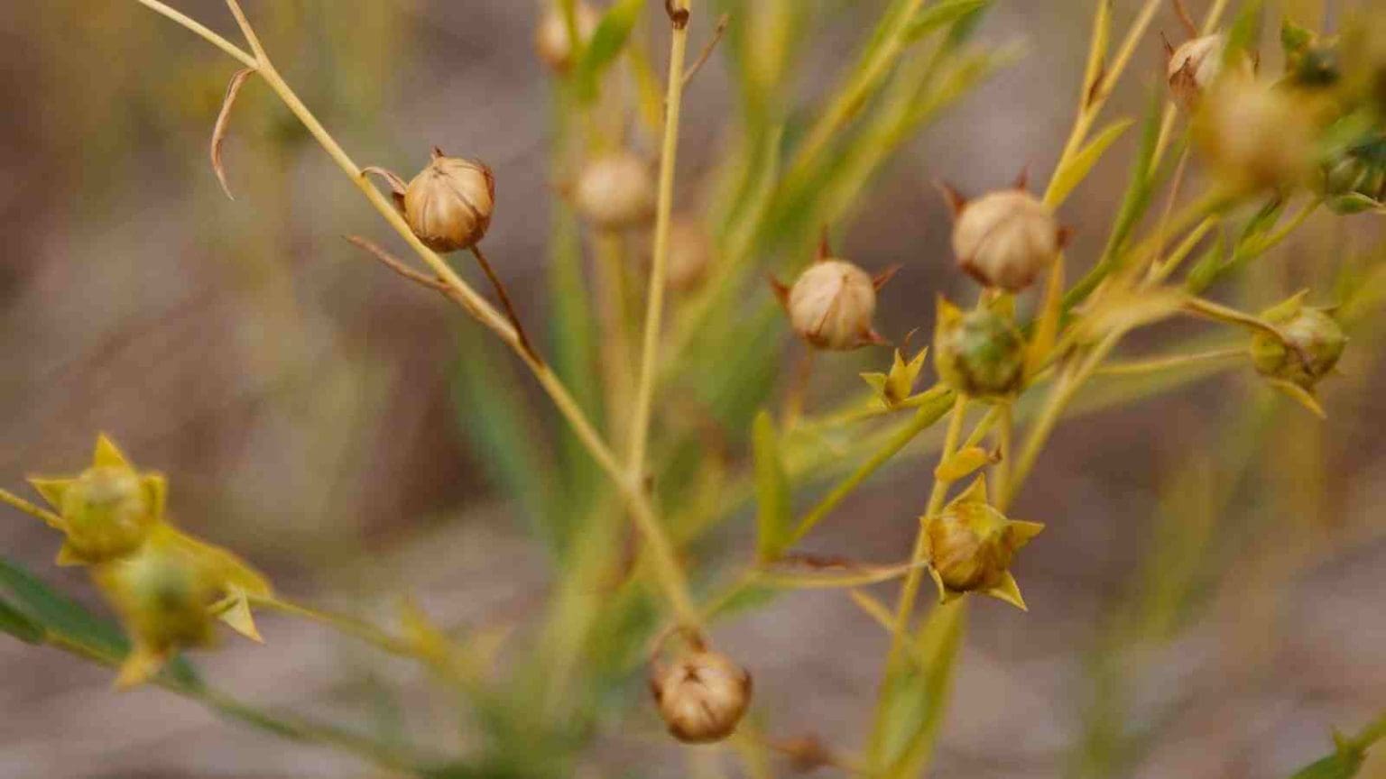 Flax: Planting to Harvest - Canadian Food Focus