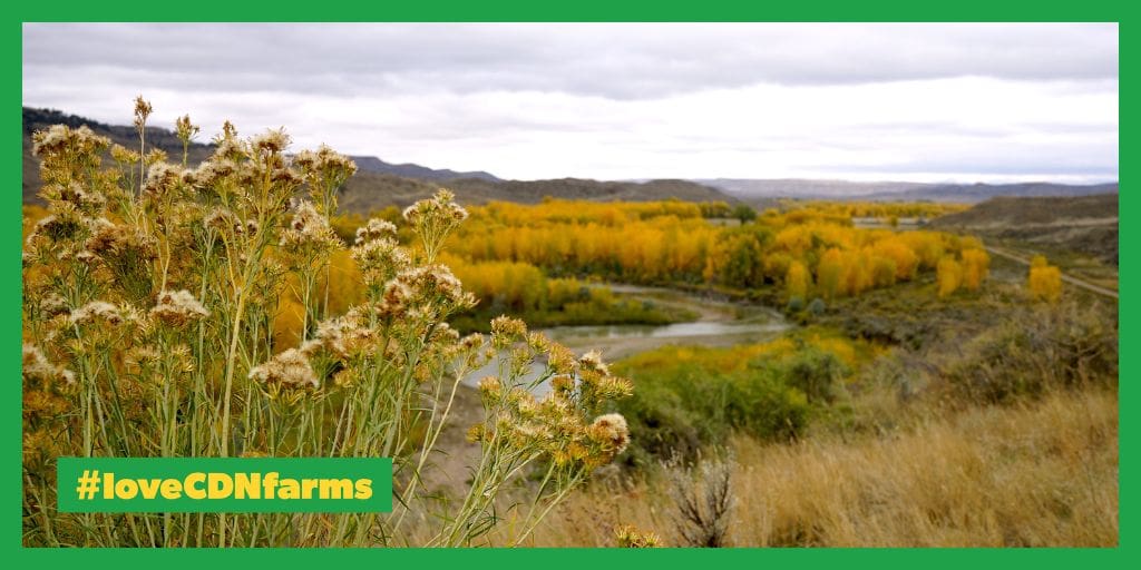 How Can Cattle Protect Grasslands? - Canadian Food Focus