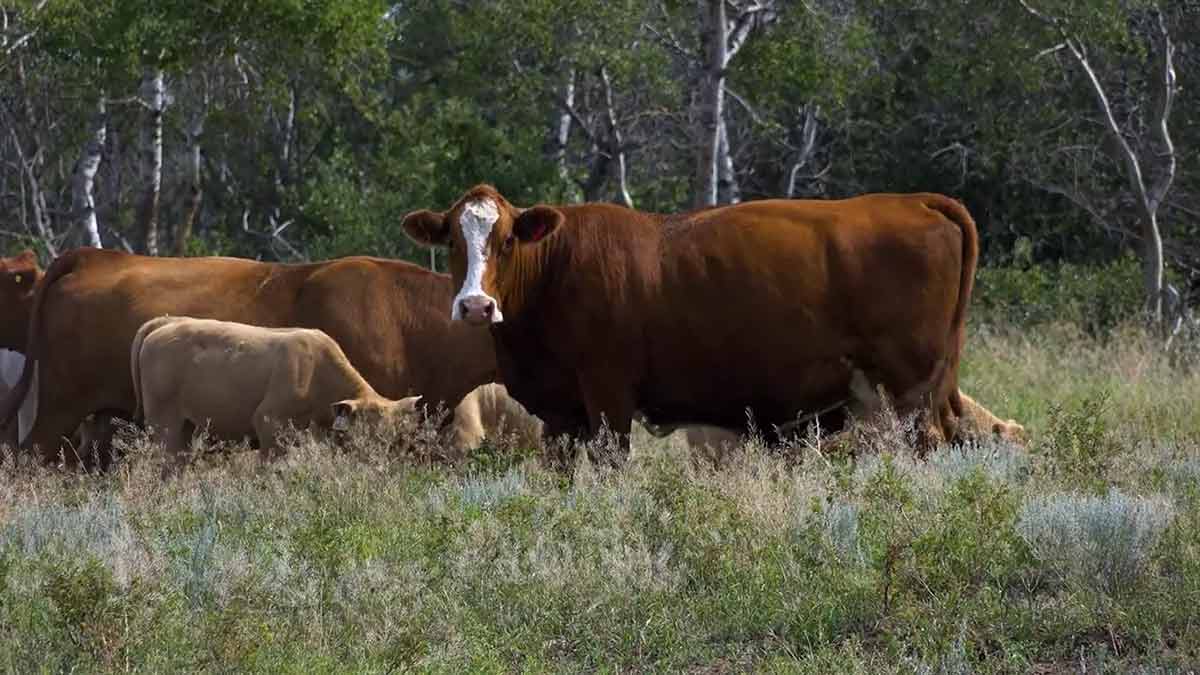 Advances in Cattle Production Over Six Generations - Canadian Food Focus