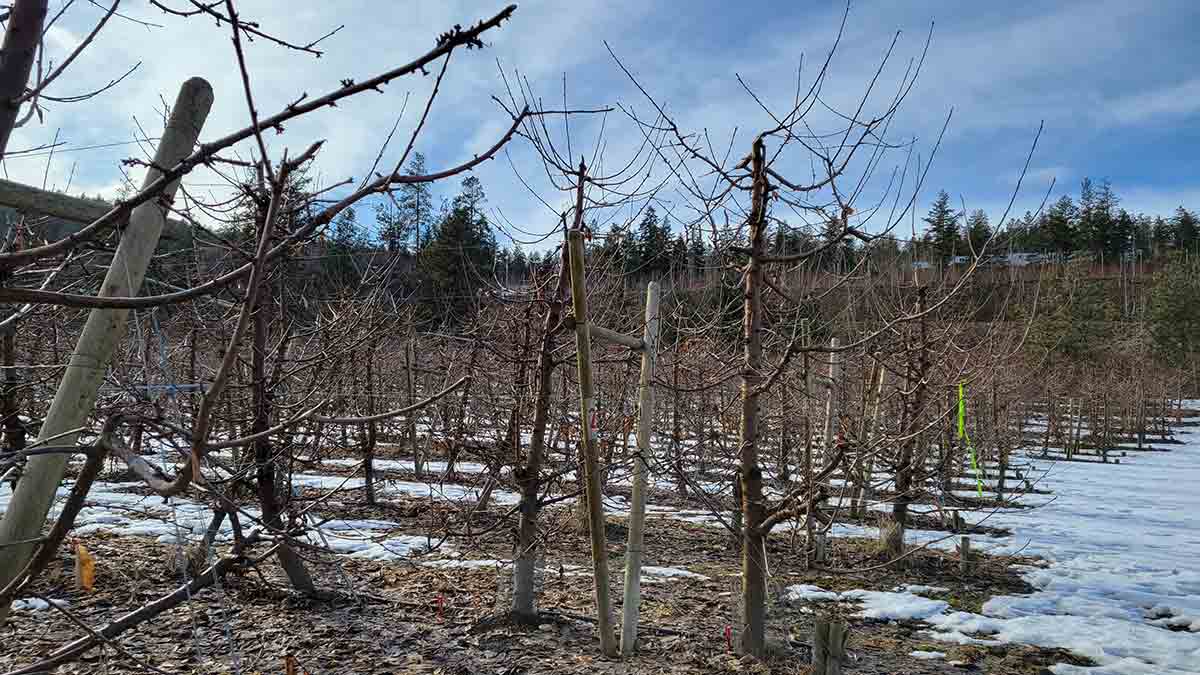 Why Do Farmers Spray Sweet Cherries? - Canadian Food Focus