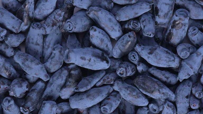 What's in Season? Haskaps - Canadian Food Focus