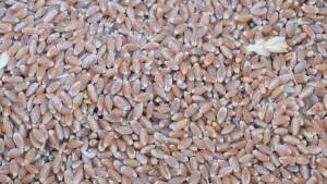 History of Growing Wheat in Canada - Canadian Food Focus