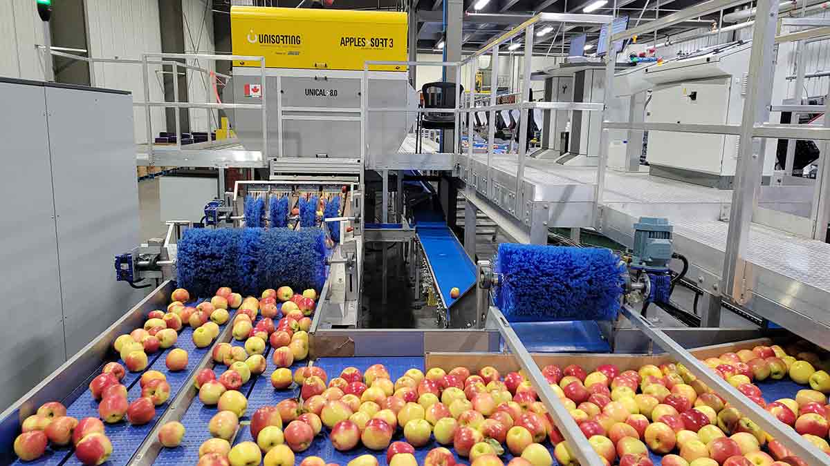 From Orchard to Store: The Apple Journey - Canadian Food Focus