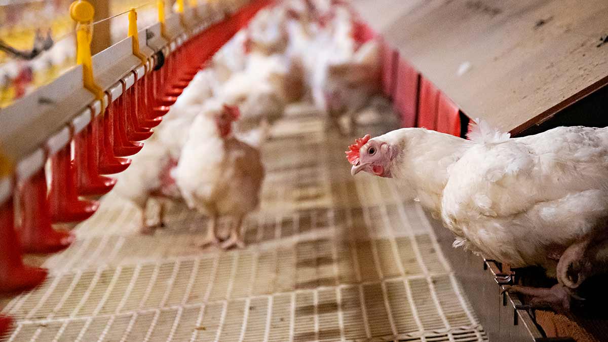 How Chickens are Raised in Canada - Canadian Food Focus