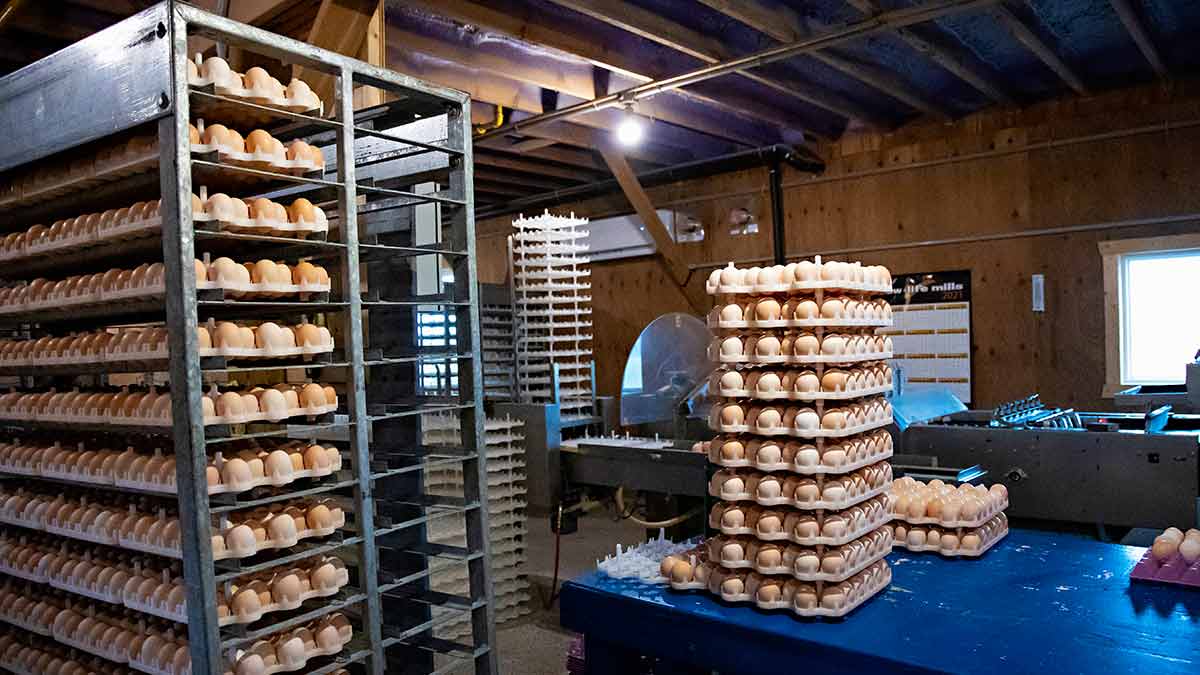 How Chickens are Raised in Canada - Canadian Food Focus