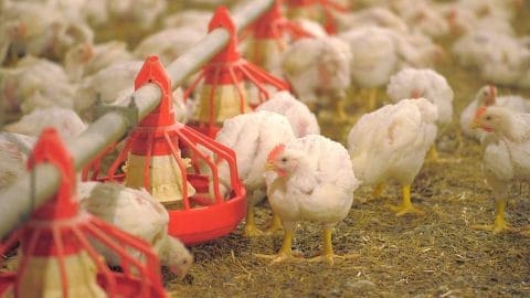 How Chickens are Raised in Canada - Canadian Food Focus