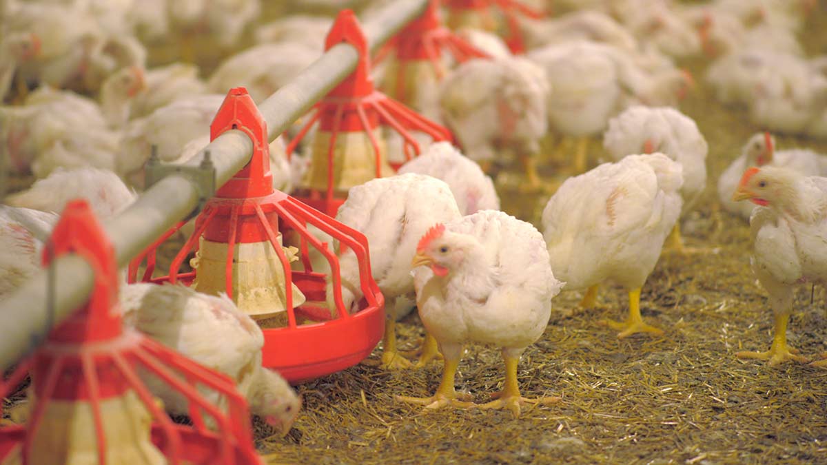 How Chickens are Raised in Canada - Canadian Food Focus