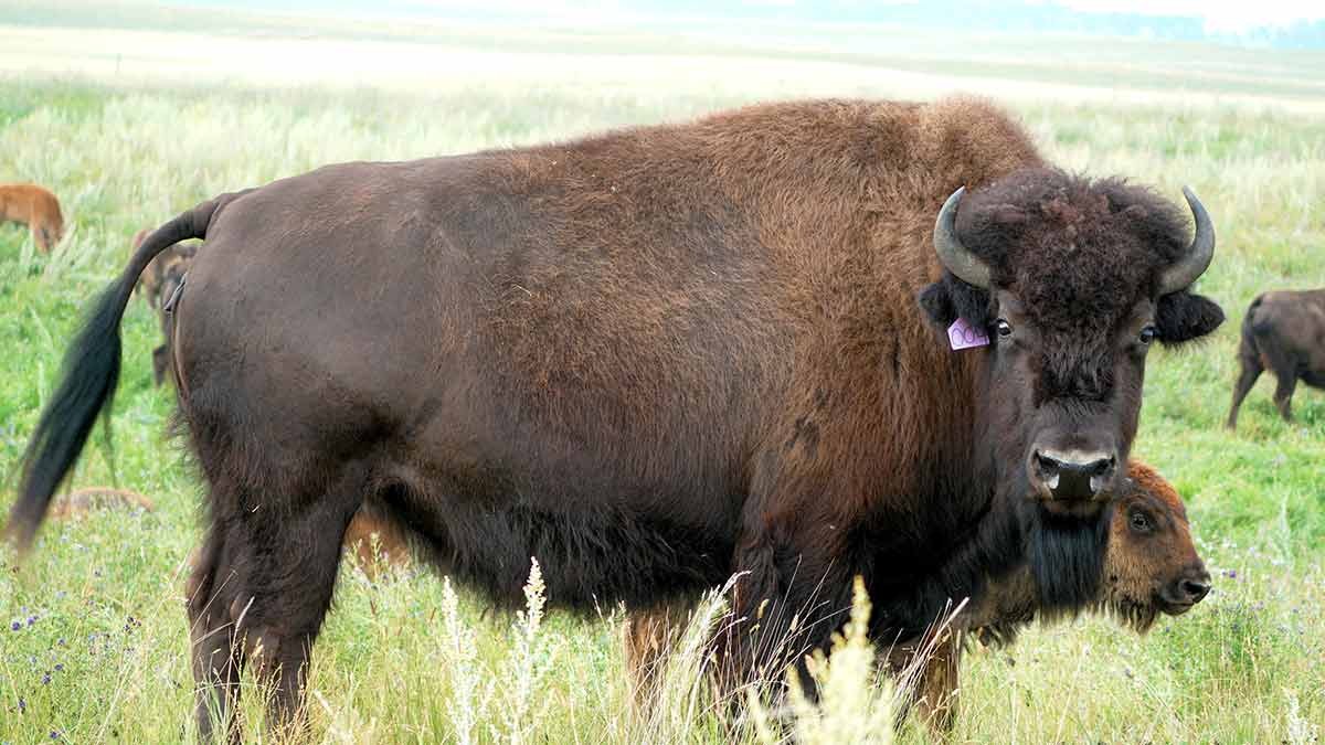Raising Bison in Canada: Tradition and Sustainability - Canadian Food Focus