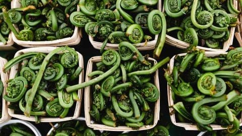 A Step-by-Step Guide to Cook Fiddleheads Safely - Canadian Food Focus