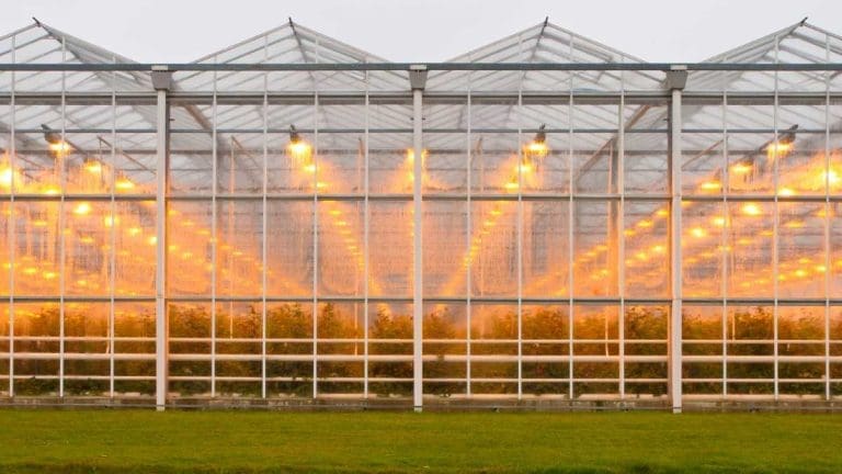 Greenhouse Farming: How Vegetables Are Grown Indoors - Canadian Food Focus