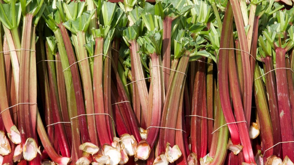 Seasonal Rhubarb and Your Grocery Budget in Canada - Canadian Food Focus